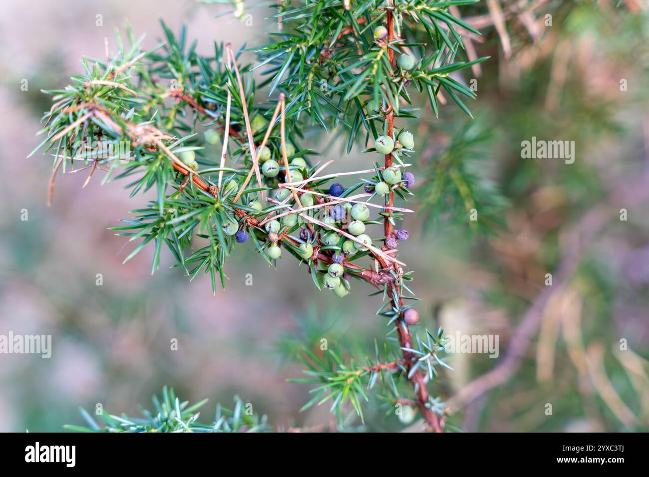 Green needles and raw berries of The common juniper (Juniperus communis ...