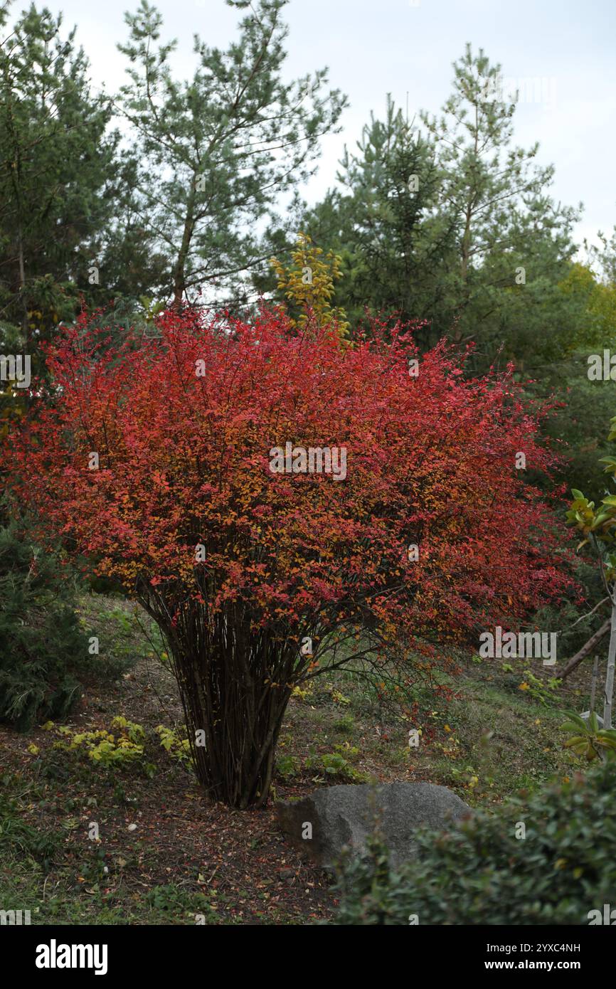 Beautiful shrub with red leaves in forest Stock Photo - Alamy