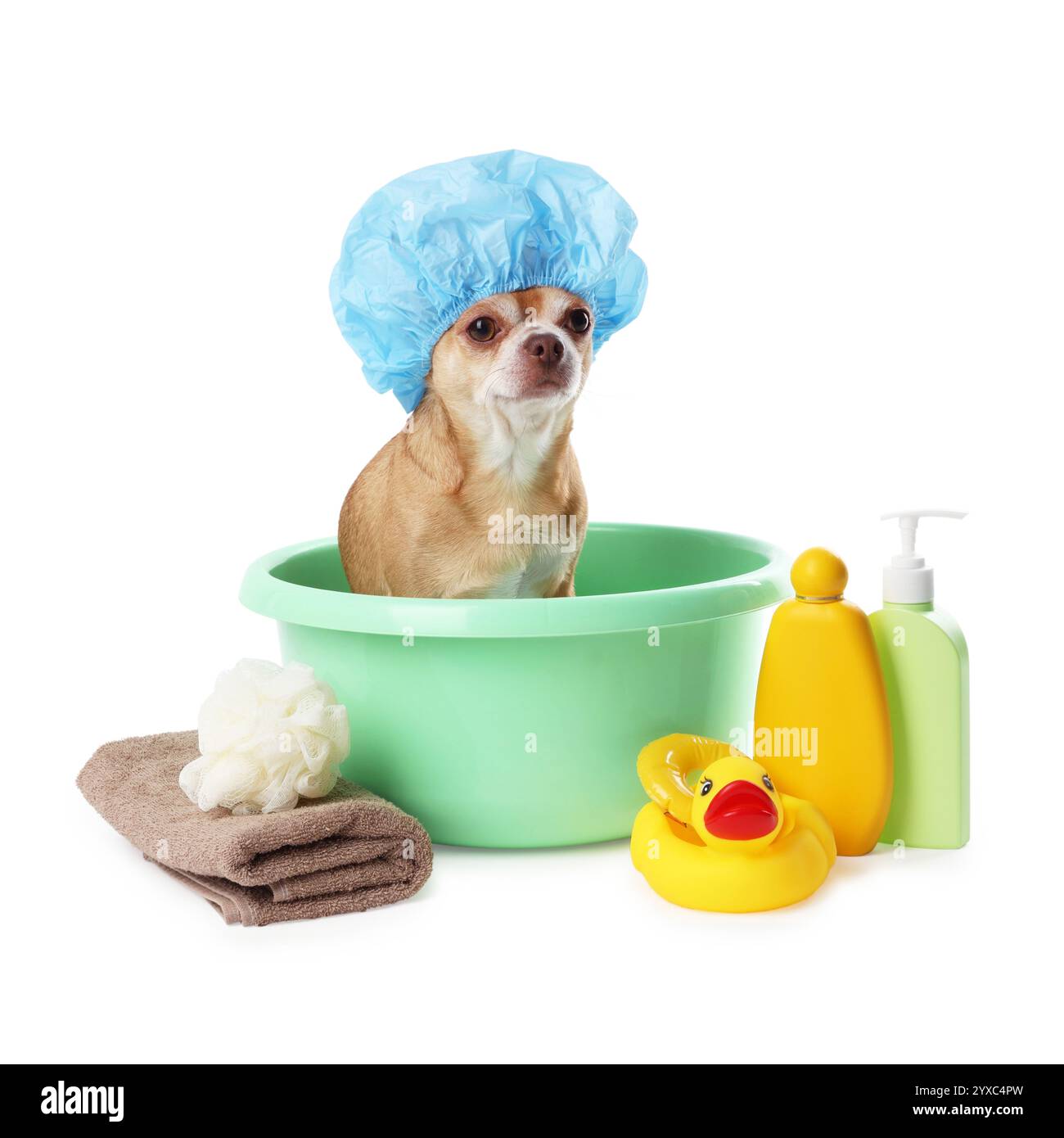 Cute funny dog with shower cap and different accessories for bathing on ...