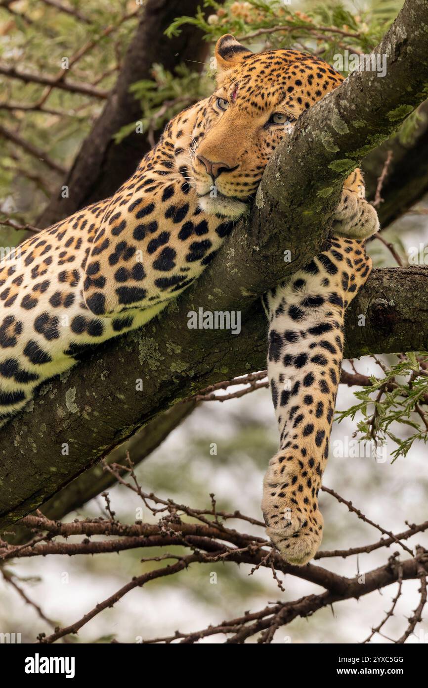 Mara conservancy leopard hi-res stock photography and images - Alamy