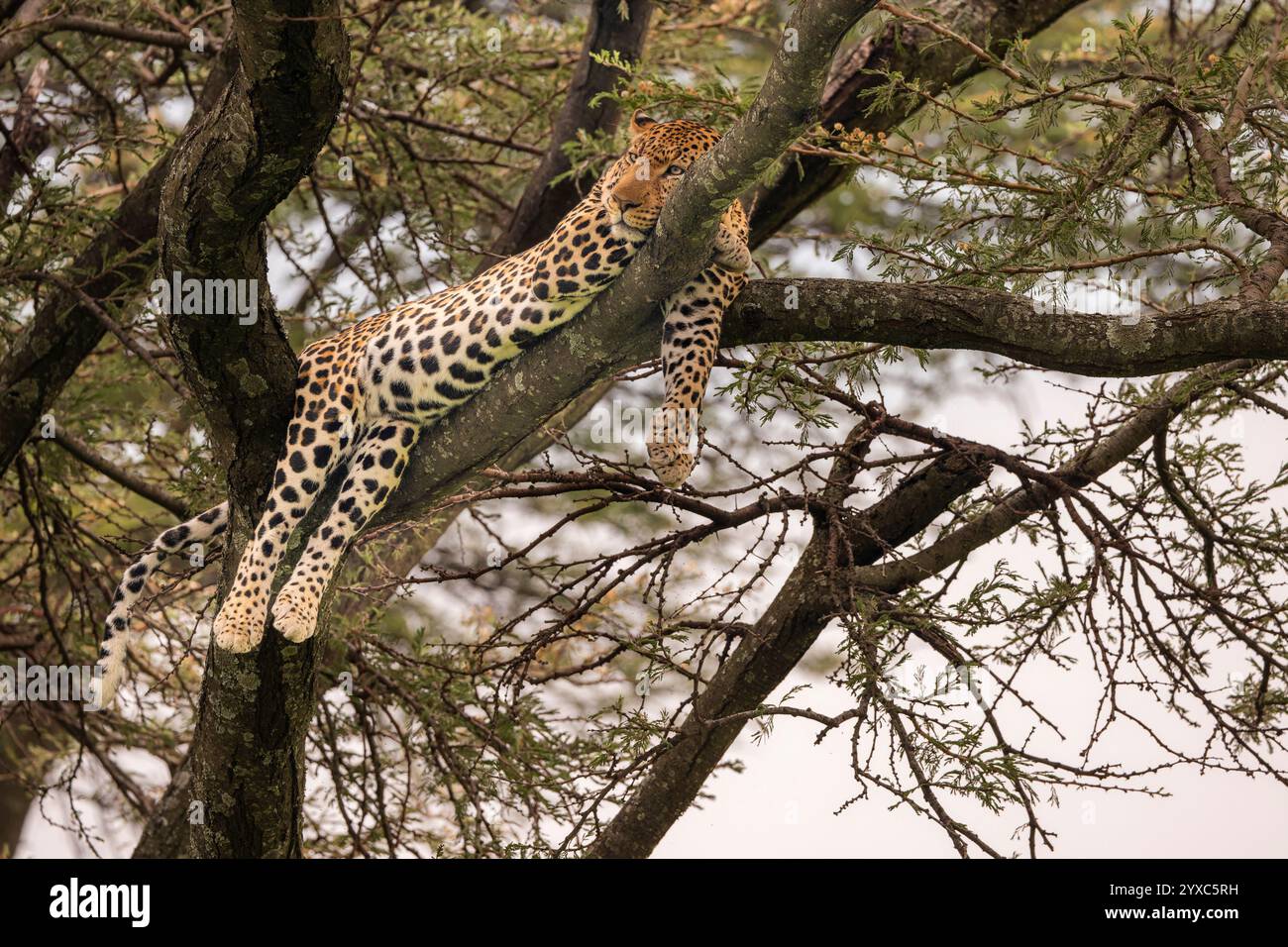 An African leopard, iso2500 in a tree awake, head down, three paws down ...