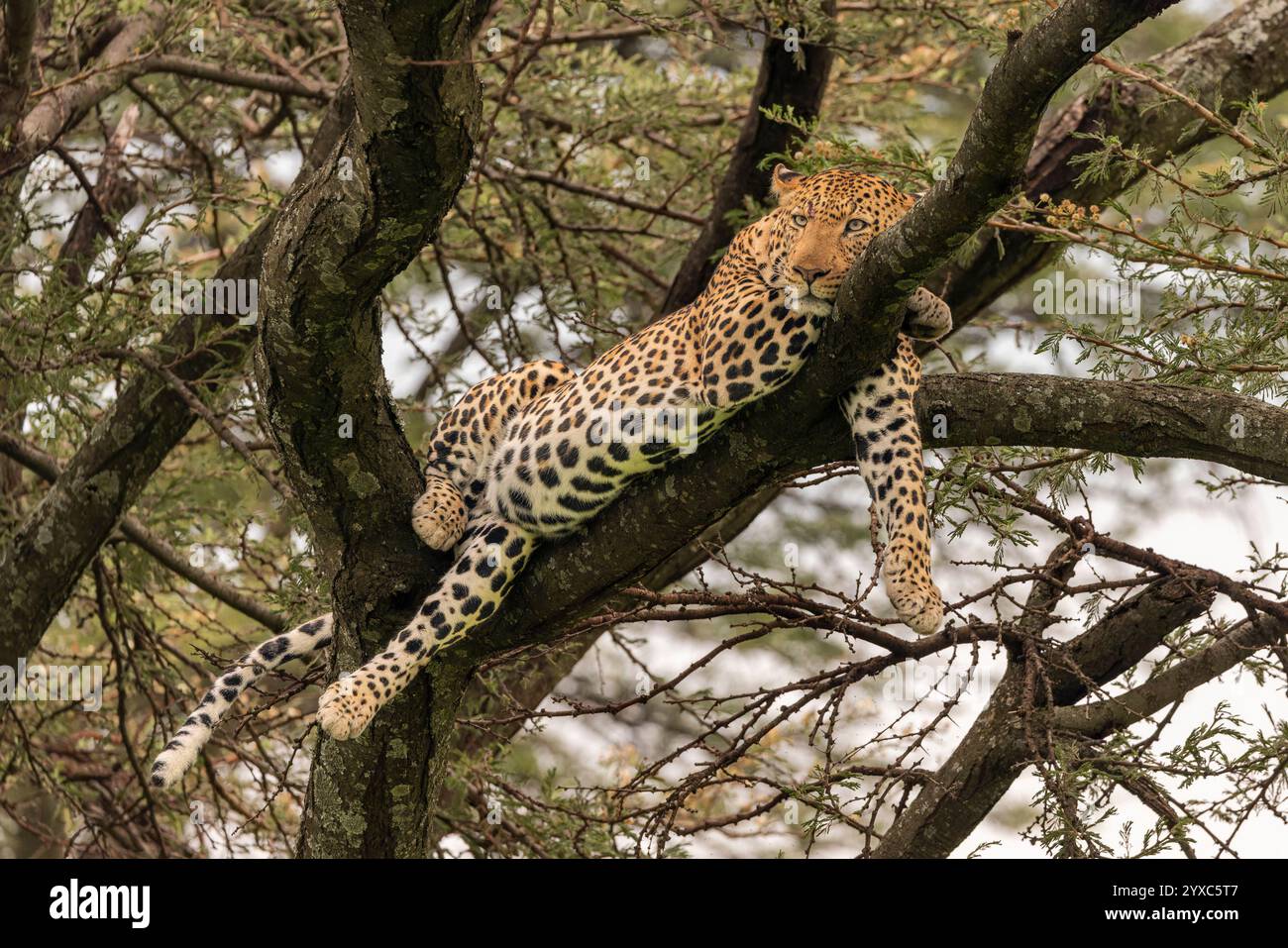 Mara conservancy leopard hi-res stock photography and images - Alamy