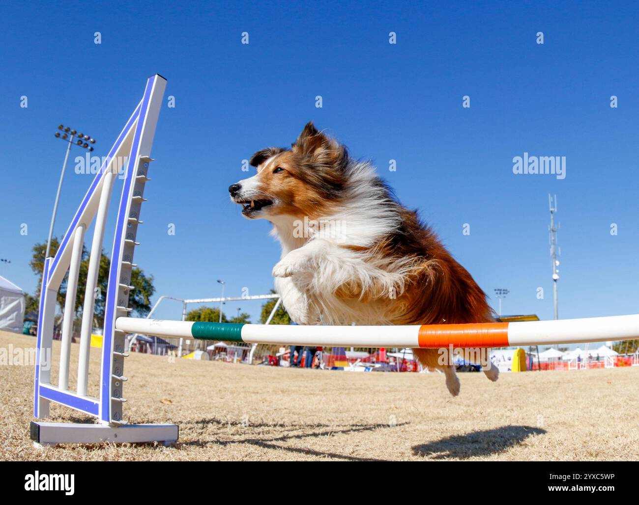 Shetland sheepdog photographed going over an agility jump from a low ...