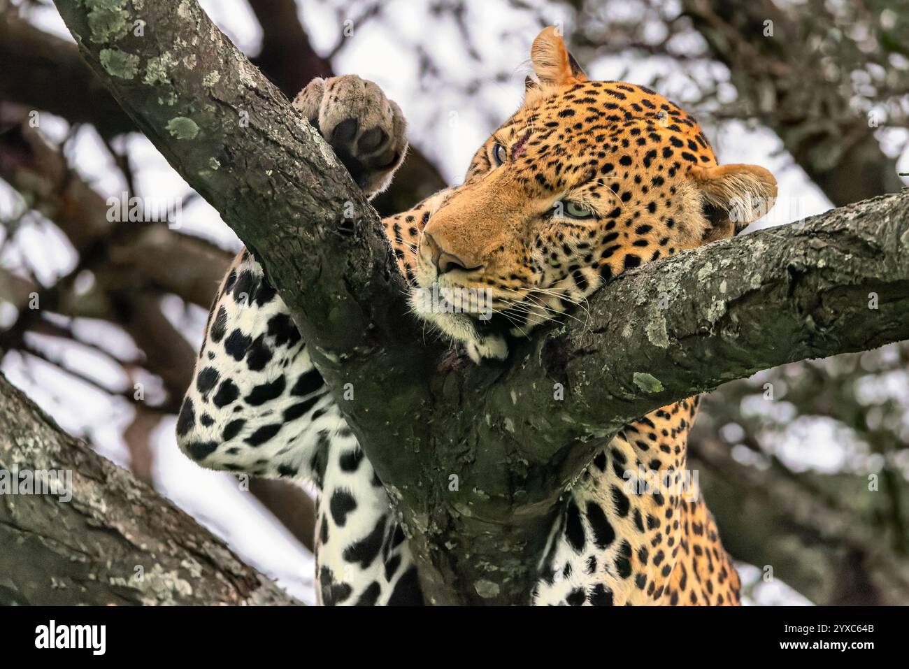 Mara conservancy leopard hi-res stock photography and images - Alamy