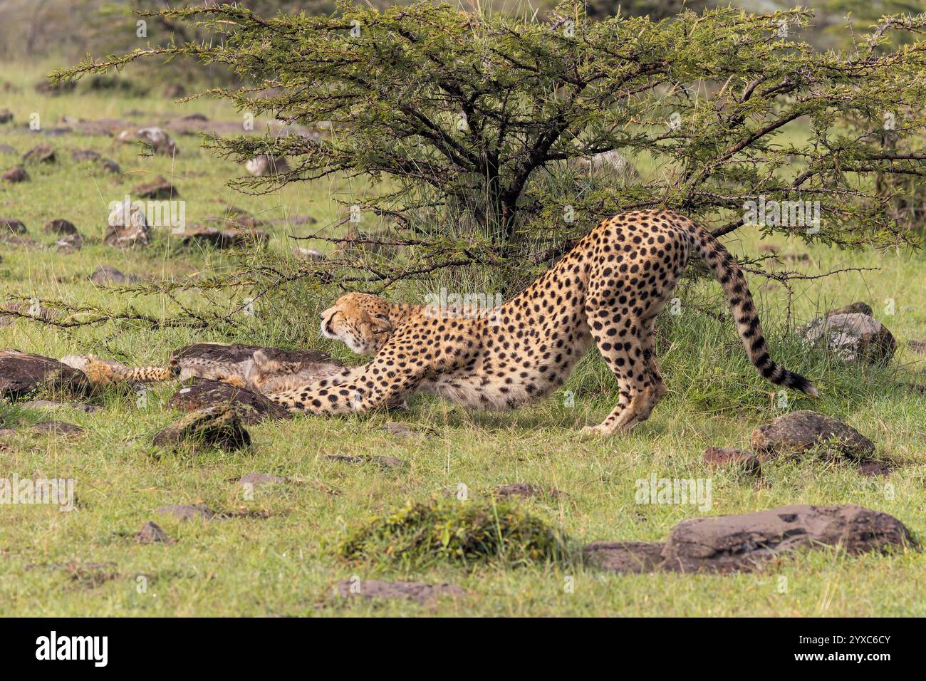 A female Cheetah stretching on the edge of open grassland, Olare ...