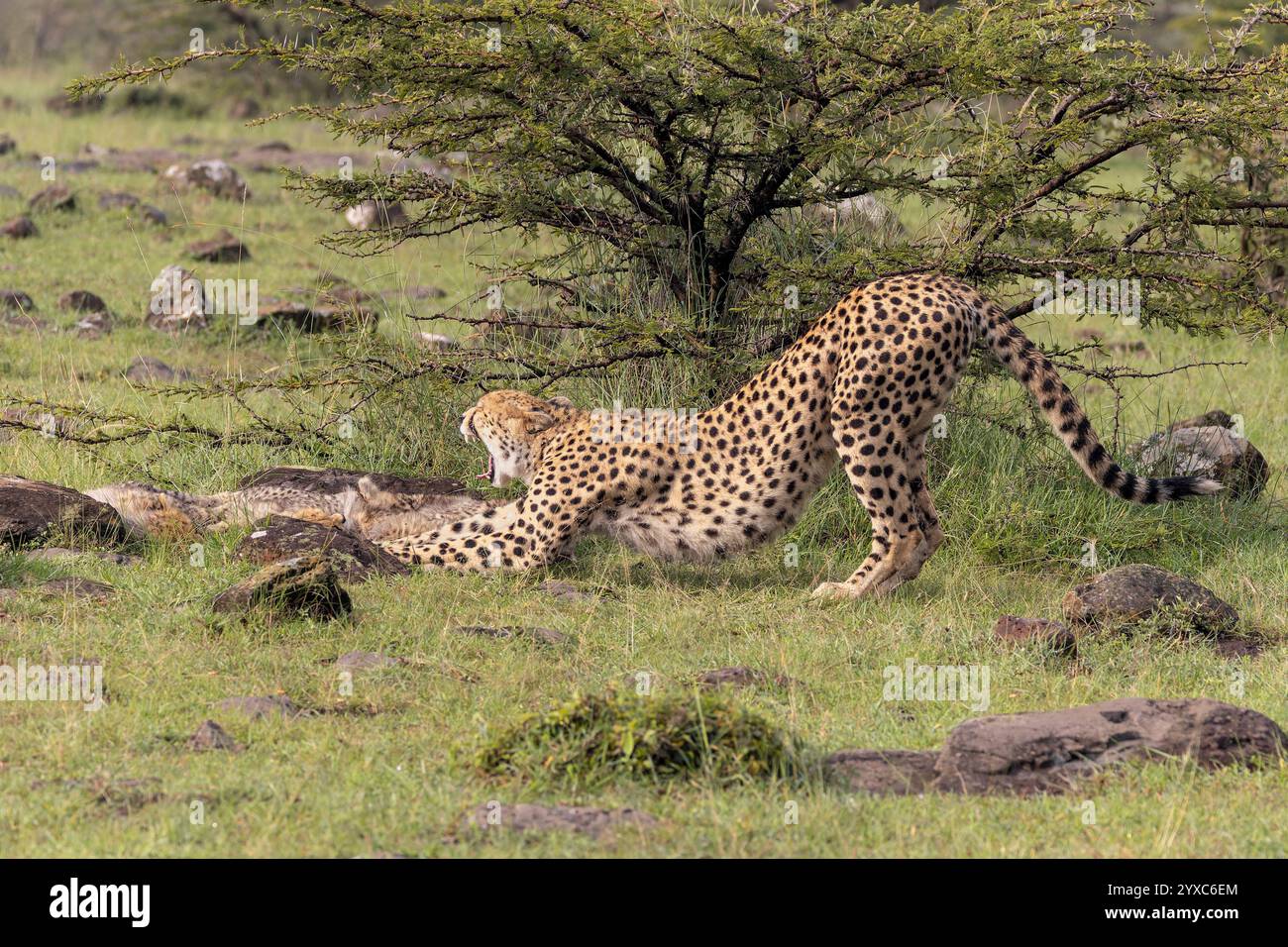 A female Cheetah stretching and yawning on the edge of open grassland, Olare Motorogi ...