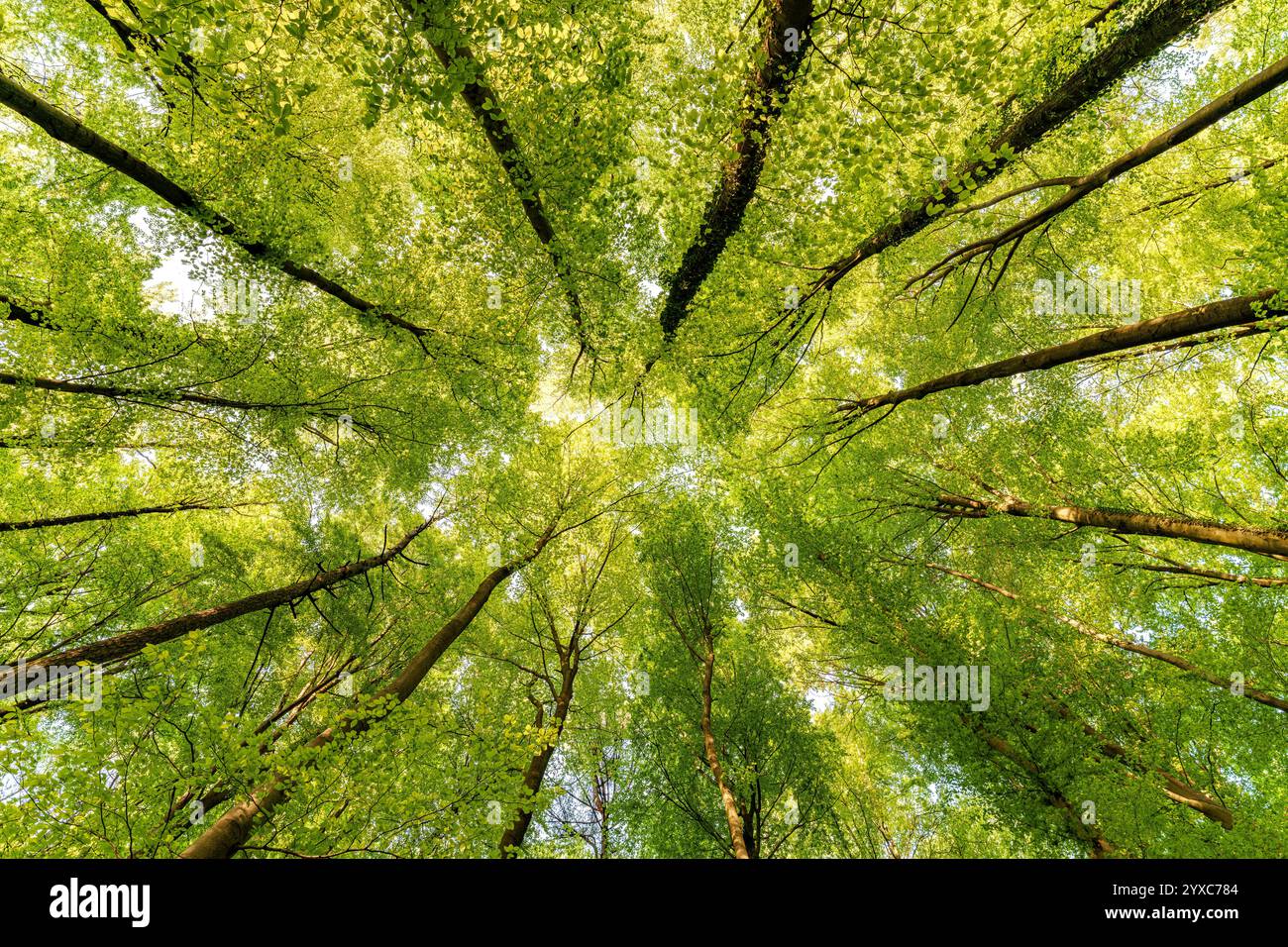 Experience the lush green canopy a breathtaking view observed from ...