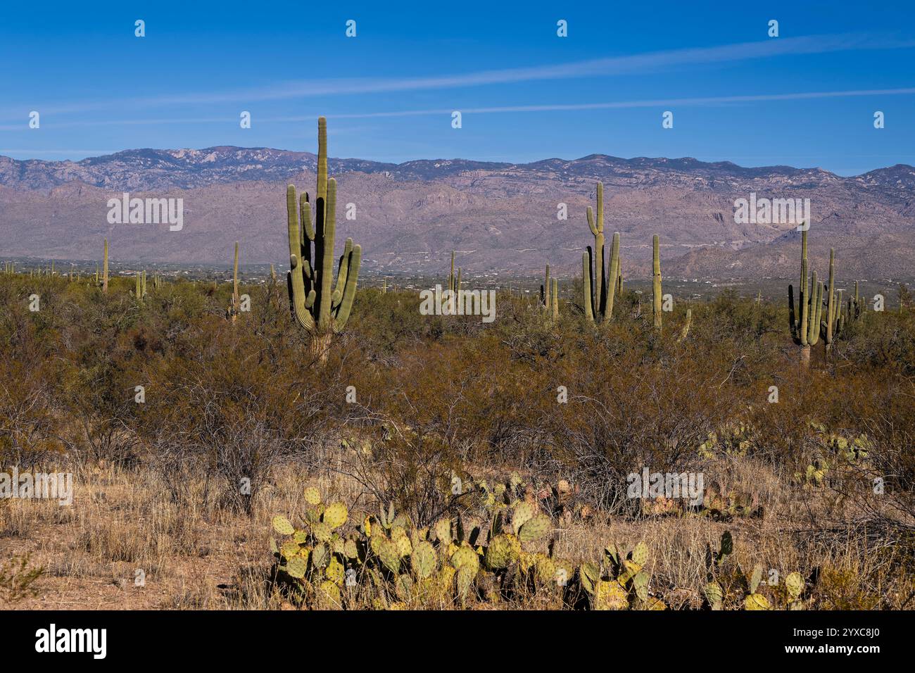 The majestic Saguaro cactus growing in the Sonoran Desert of Southern ...