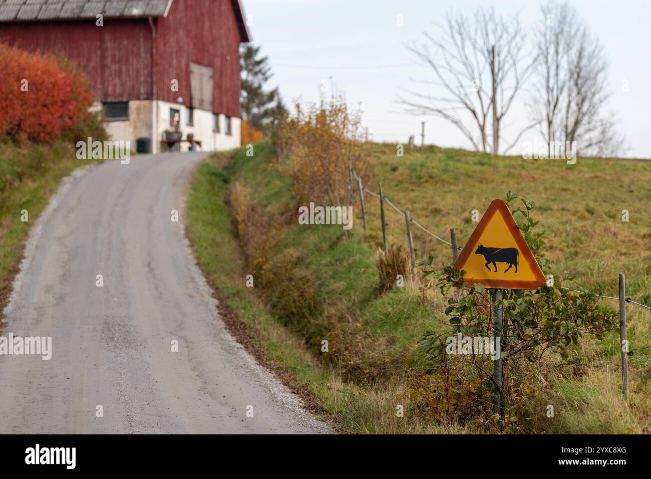 Warning sign for cows by roadside with red barn in the background Stock ...