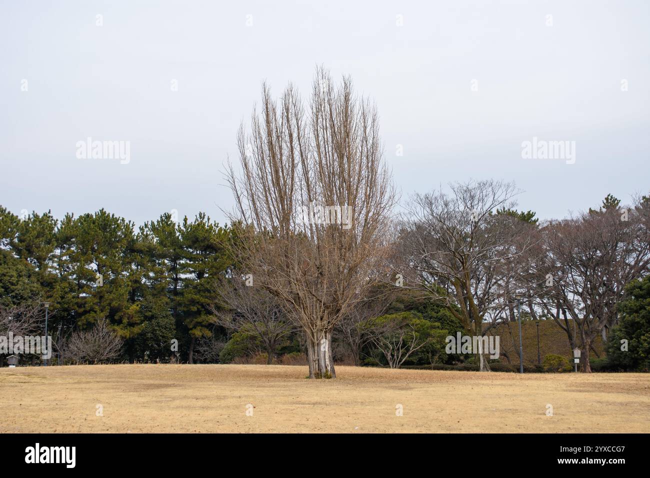 Grounds of Nagoya Castle Park in Nagoya, Japan, built by shogun ...