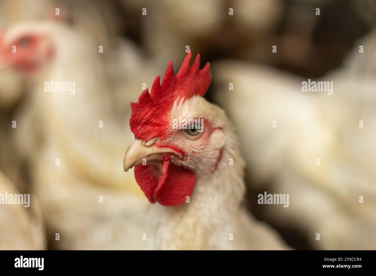 close-up portrait of a broiler chicken gallus gallus domesticus in a ...