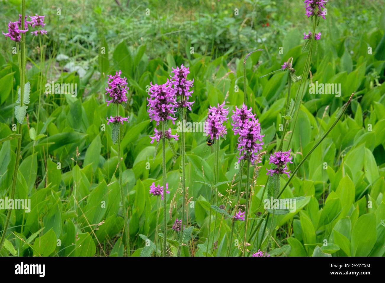 Stachys officinalis ‘rosea’ hi-res stock photography and images - Alamy