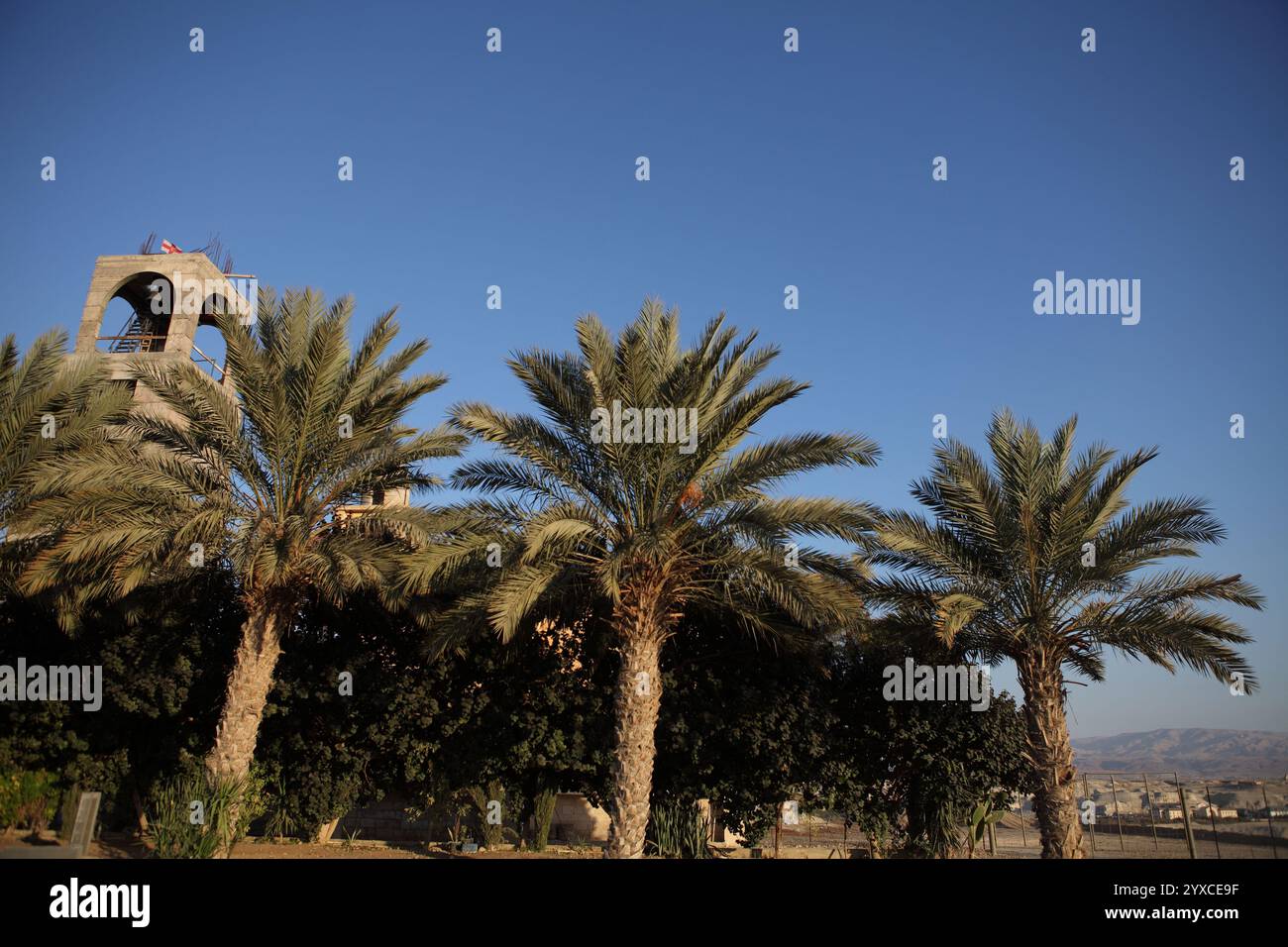 Medjool date palm tree hi-res stock photography and images - Alamy