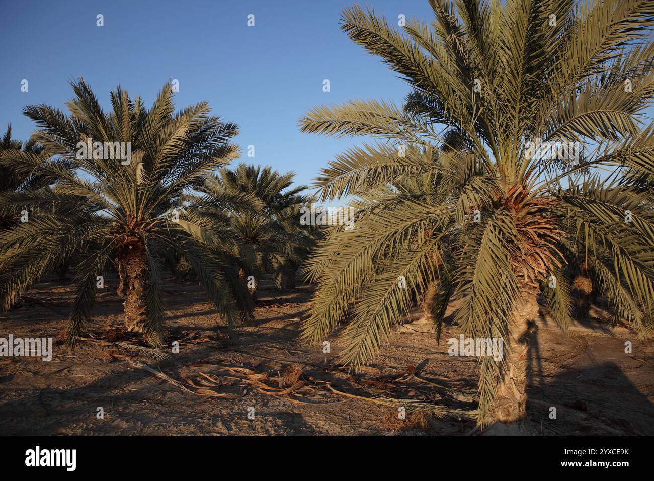 Medjool date palm tree hi-res stock photography and images - Alamy