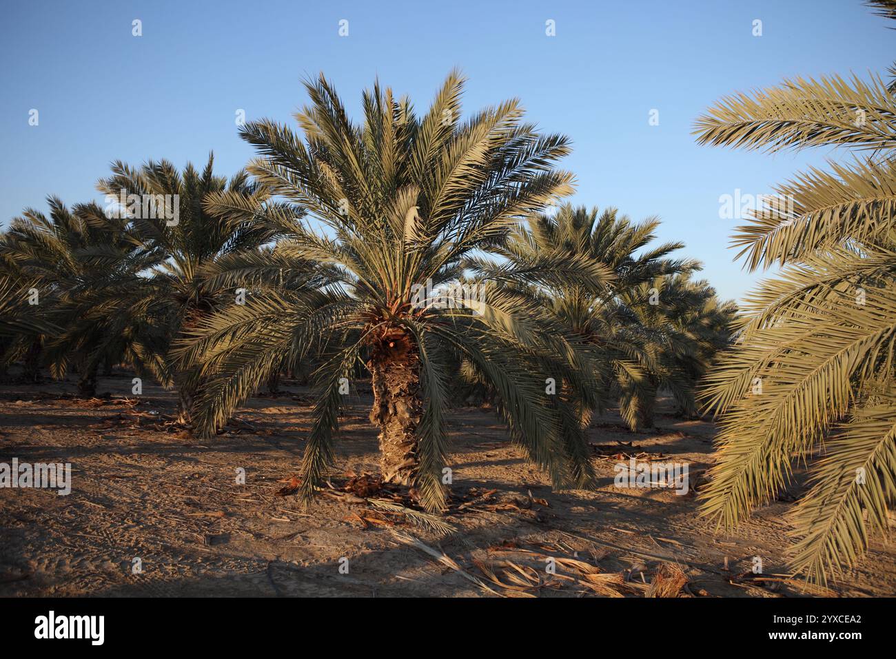 Medjoul Date Tree, Medjhoul, Majhool or Phoenix Dactylifera at sunset ...