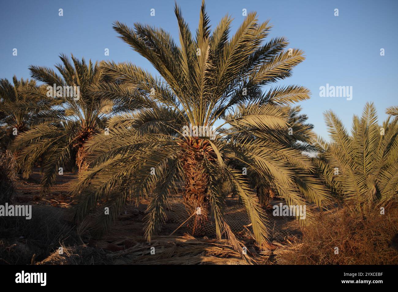 Medjoul Date Tree, Medjhoul, Majhool or Phoenix Dactylifera at sunset ...