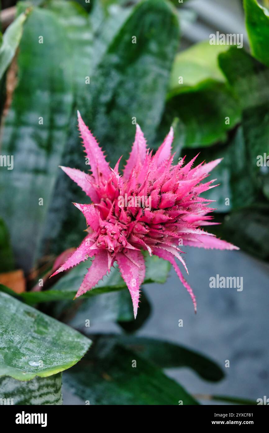 Bromeliad aechmea in flower hi-res stock photography and images - Alamy