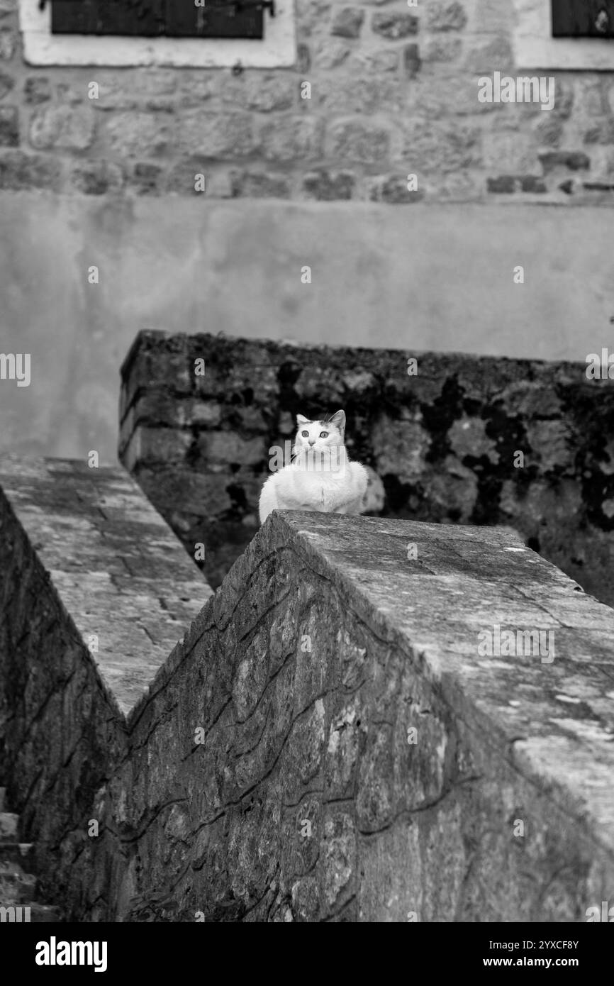 Traditional architecture and street view in old town Kotor ...
