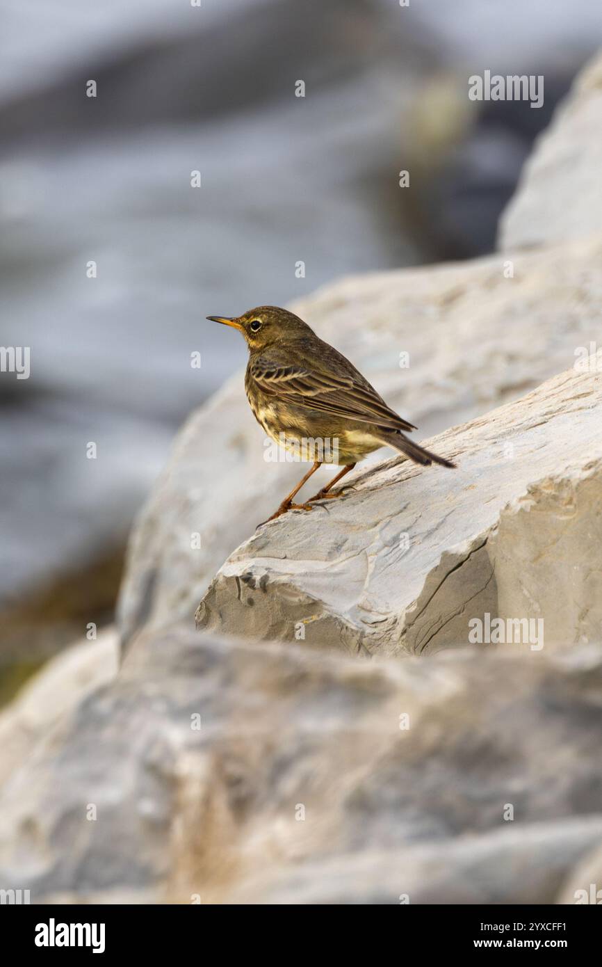 The European Rock Pipit eats insects and crustaceans. Photographed on ...