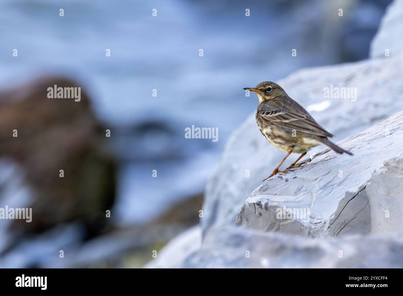 The European Rock Pipit eats insects and crustaceans. Photographed on ...