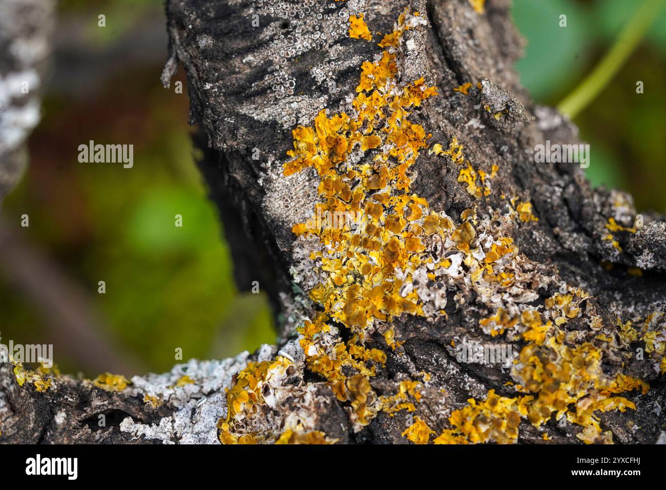 Lichens on a bark hi-res stock photography and images - Alamy