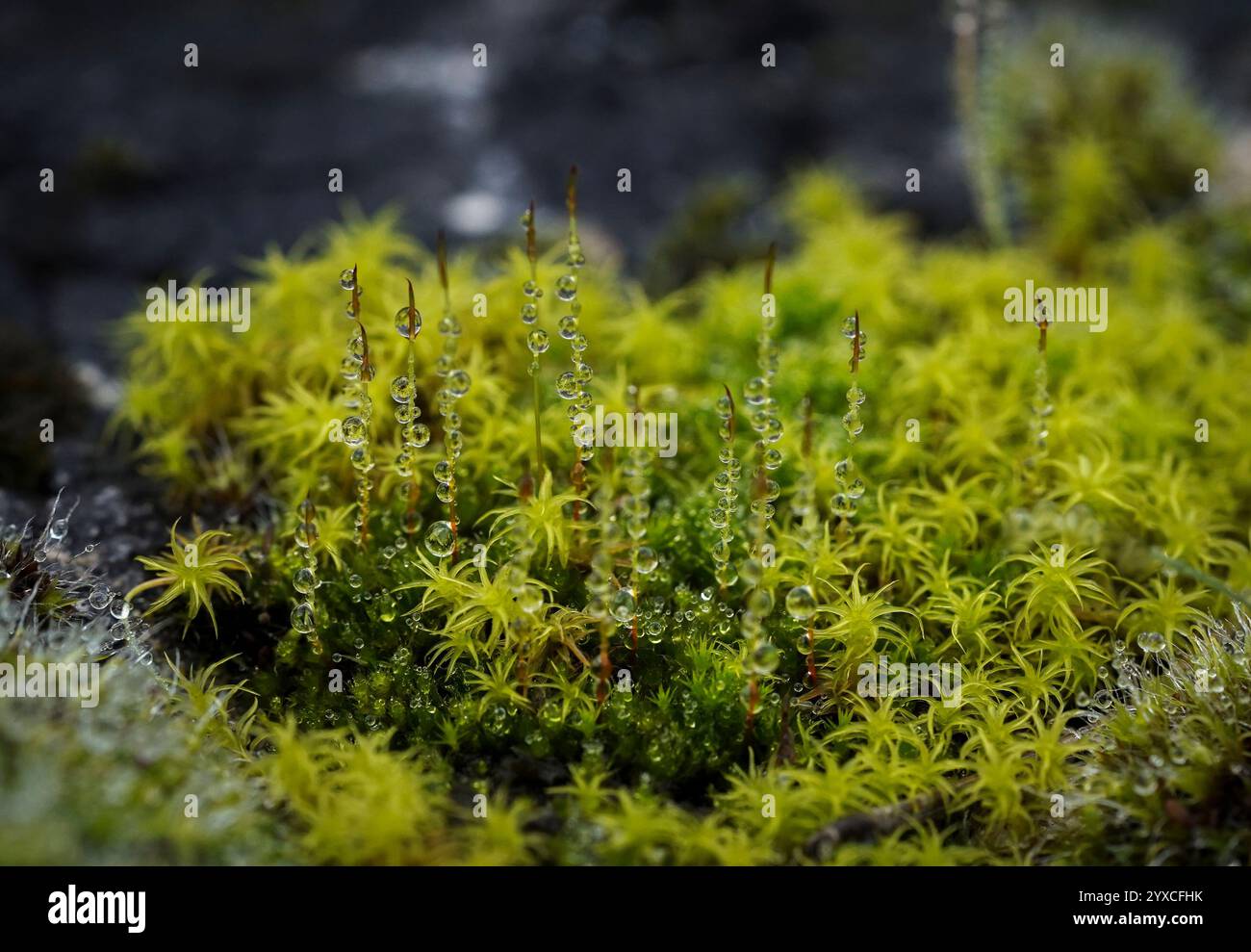 Polytrichum commune moss mosses hi-res stock photography and images - Alamy