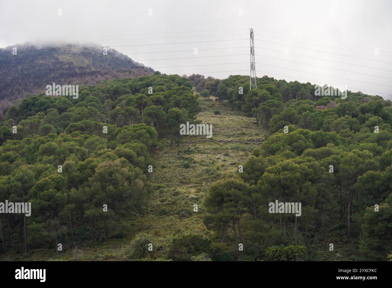 Firebreak, fireroad, fire line, fuel break prevention of wildfire in ...