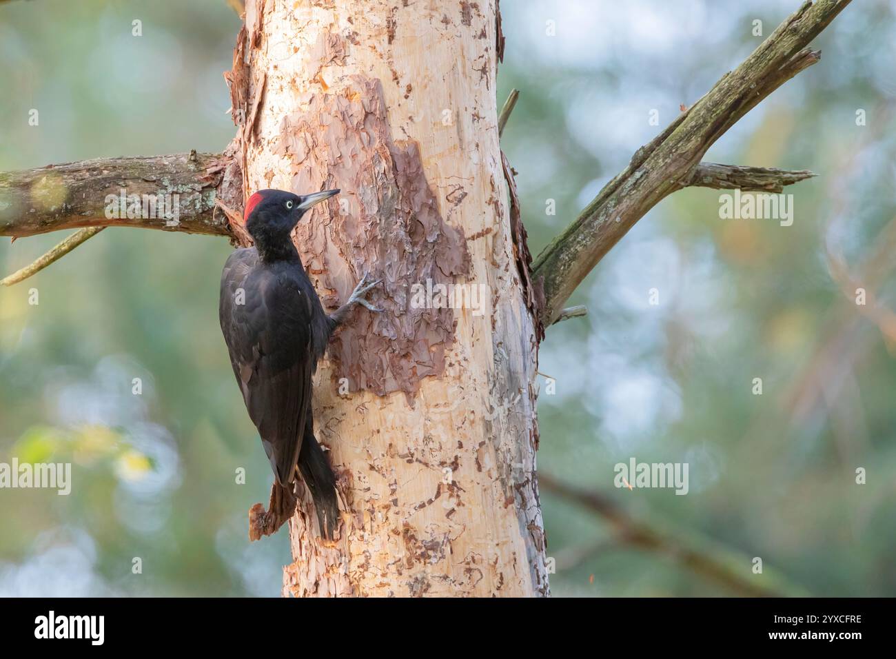 Black woodpecker dryocopus martius birds hi-res stock photography and ...