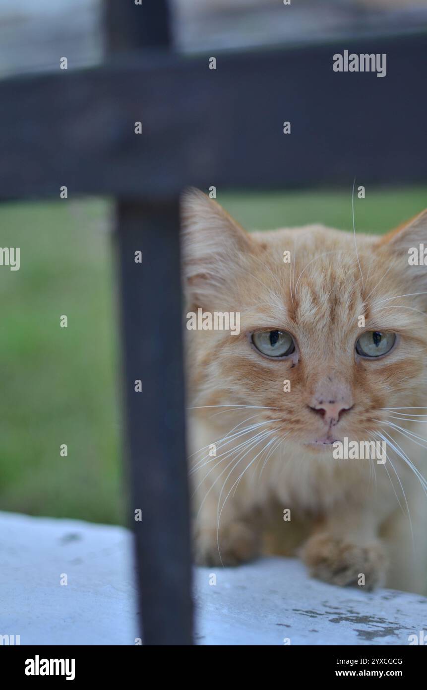 Homeless red cats on street hi-res stock photography and images - Alamy