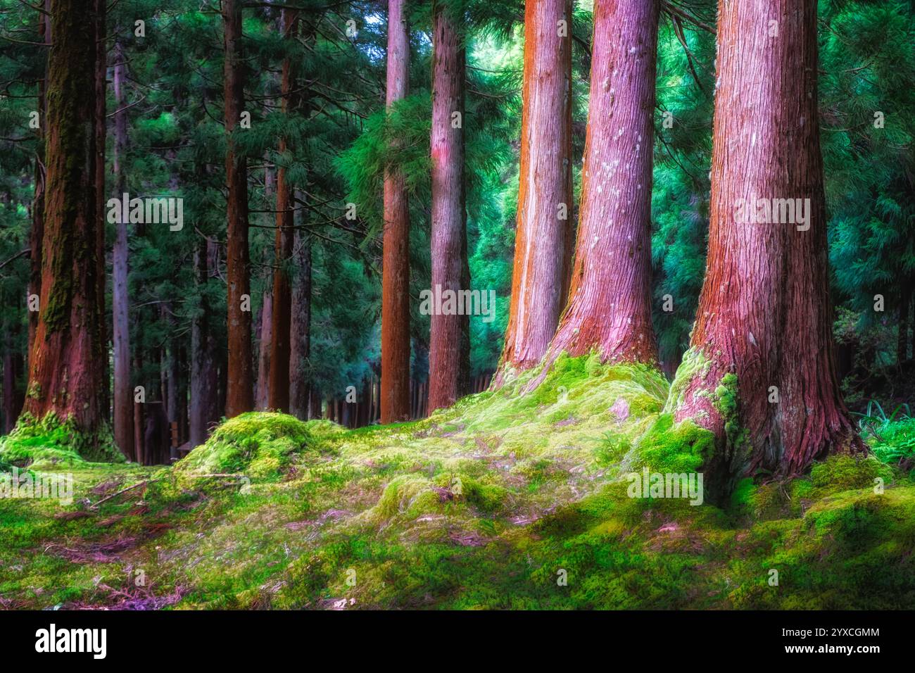 Beautiful mystical landscape view of green forest with ceder trees and ...