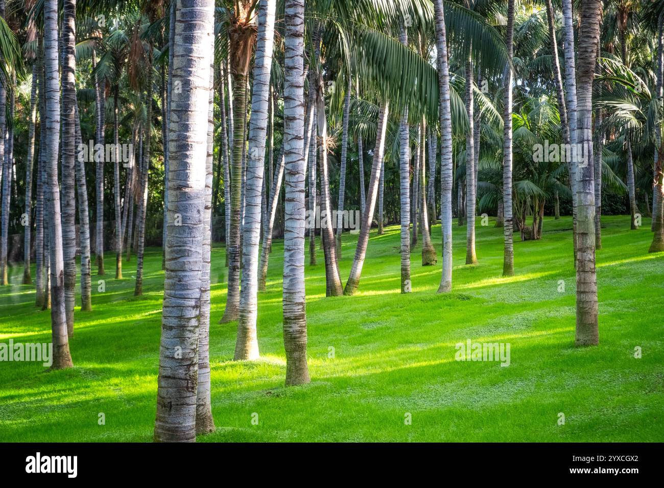 Beautiful trees green grass hi-res stock photography and images - Alamy