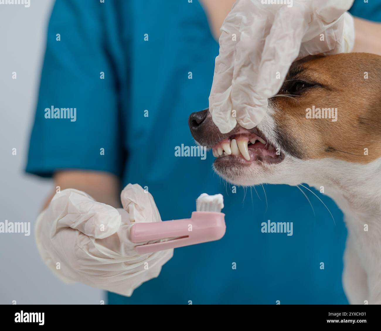 A vet is cleaning the teeth of a Jack Russell Terrier Stock Photo - Alamy