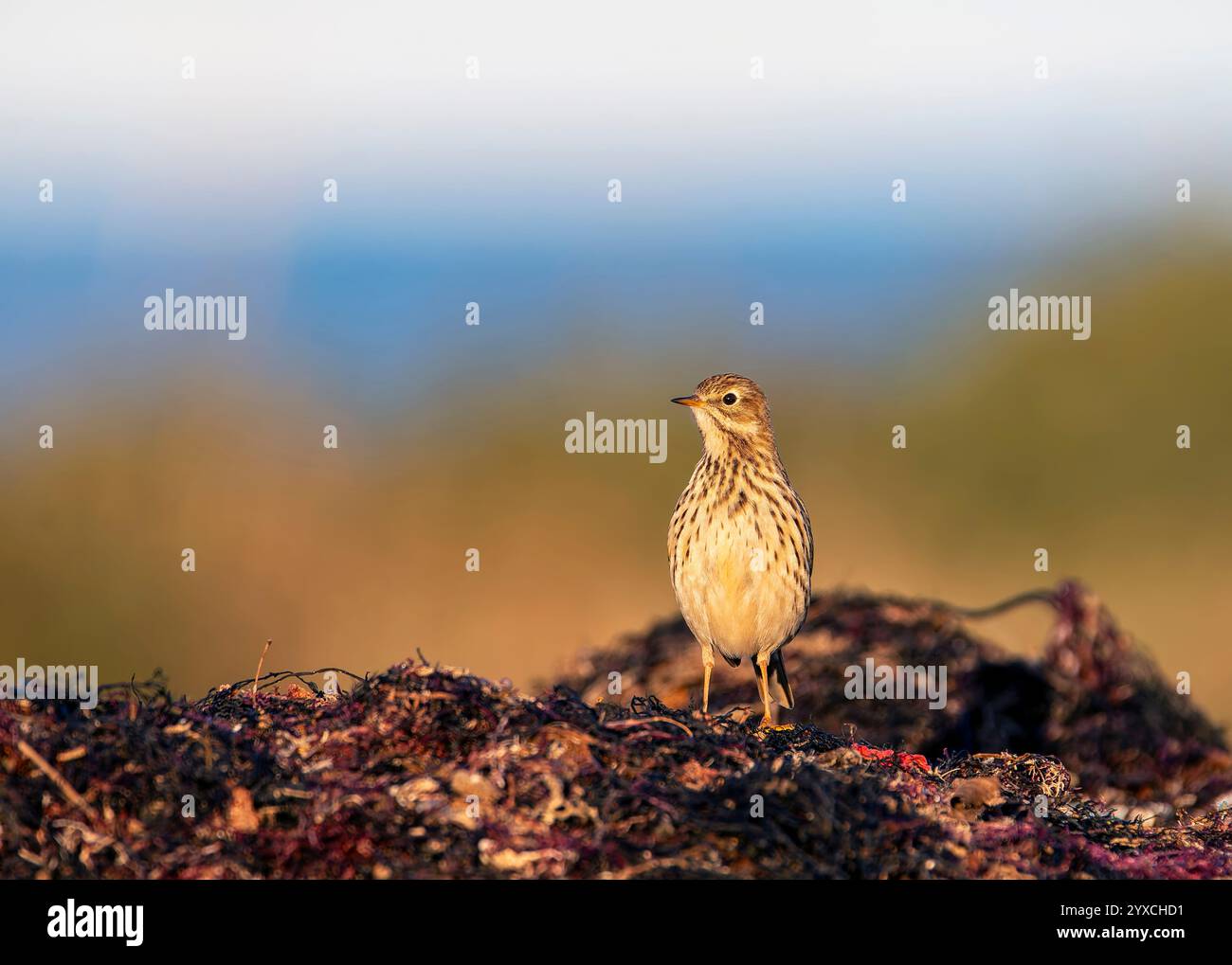 Meadow pipit perched on the ground.Spain Stock Photo - Alamy