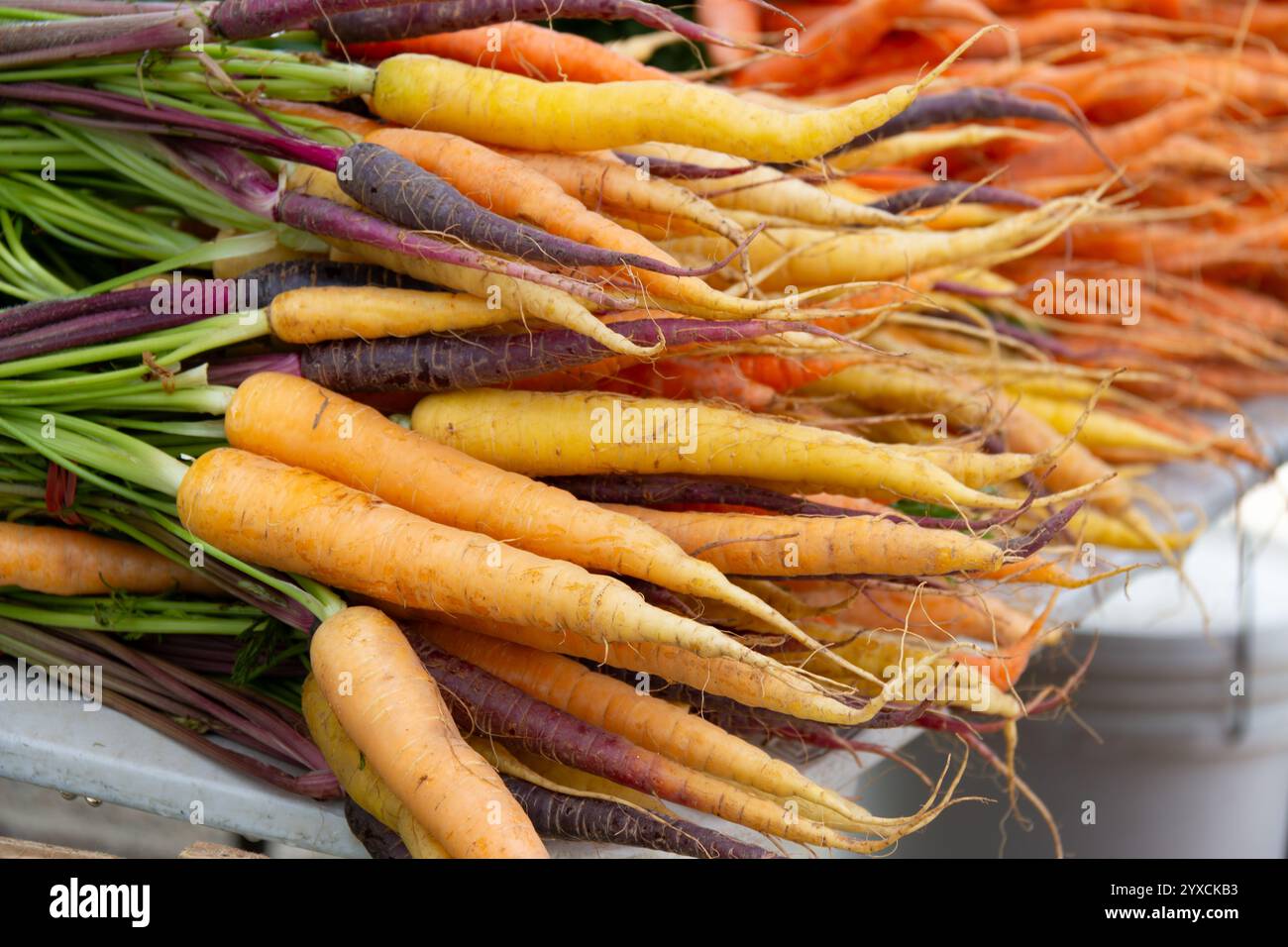 bunch of differently coloured heritage carrots, root vegetables Stock ...