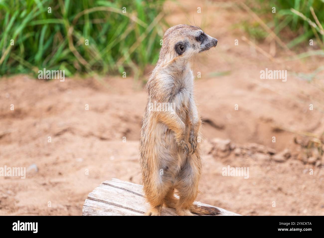 Meerkat ,Suricata suricatta, on hind legs. Portrait of meerkat standing ...