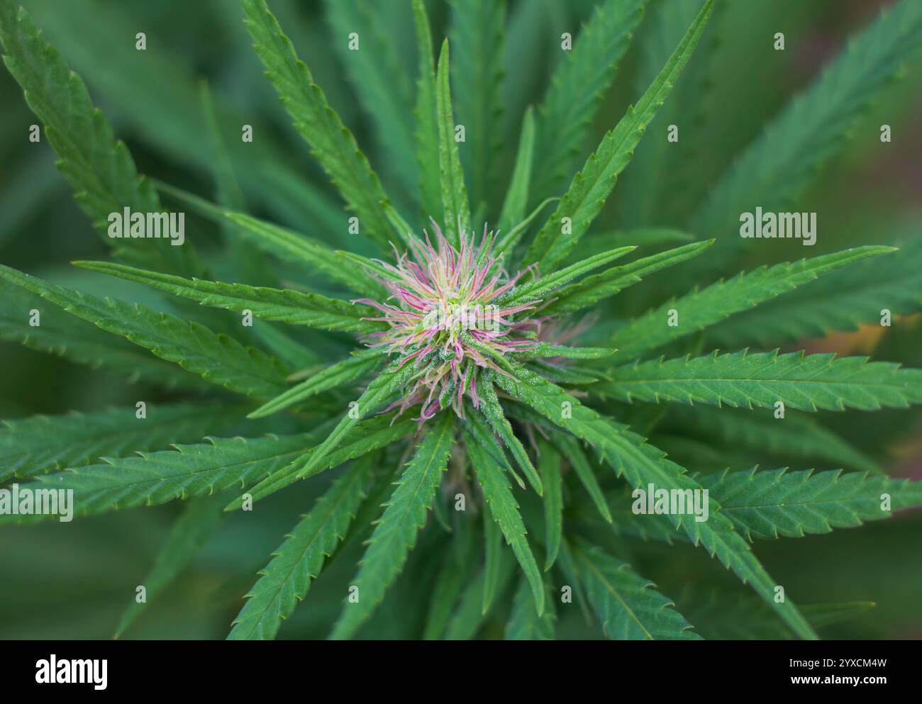 A pink flowering cannabis plant Stock Photo - Alamy