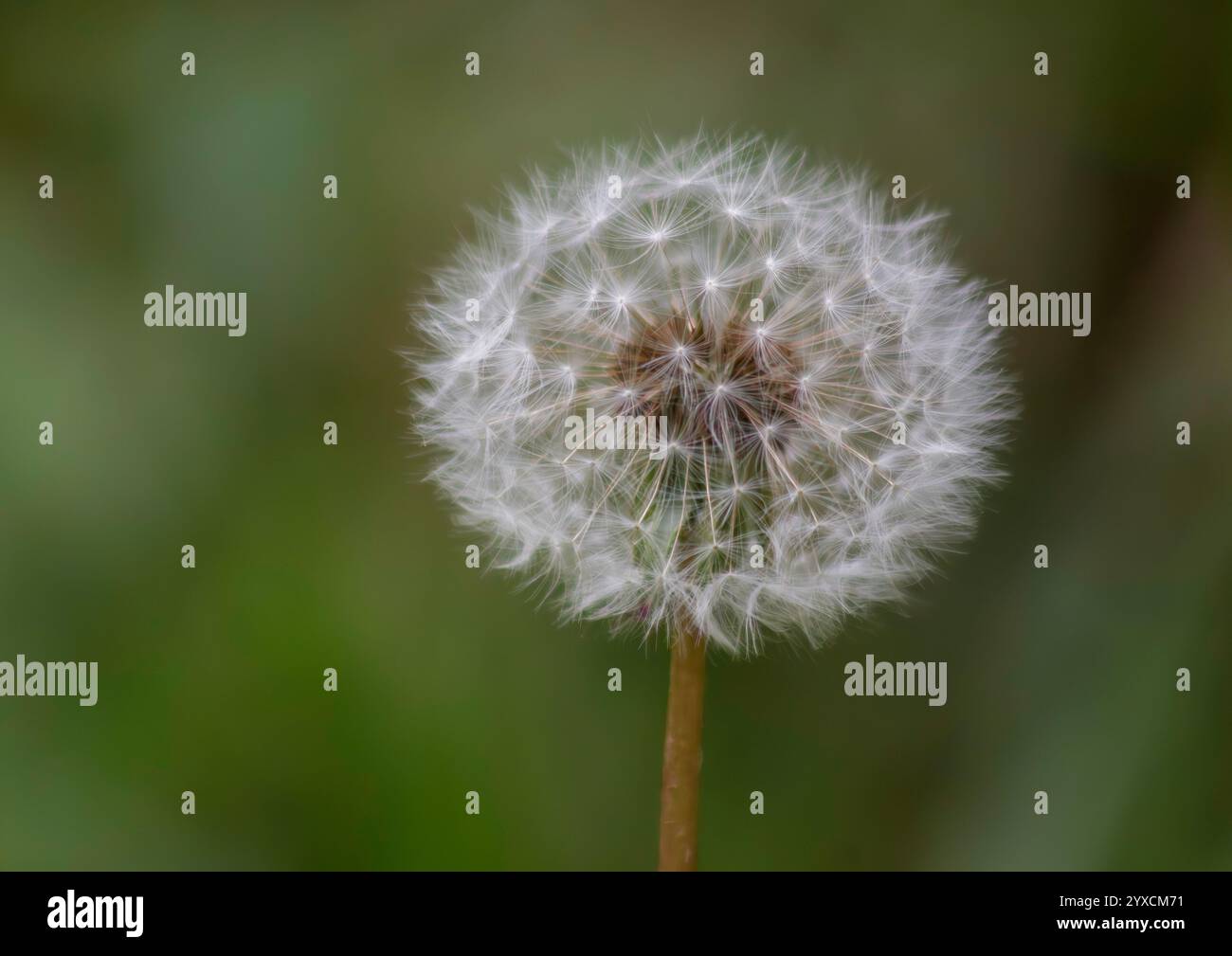 White dandelion seeds hi-res stock photography and images - Alamy