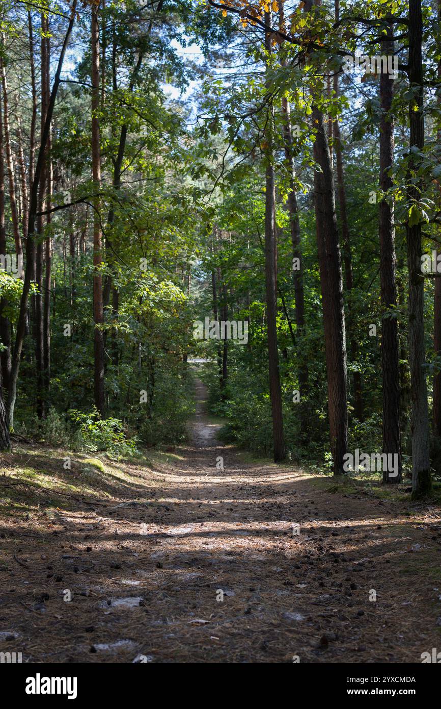 A winding forest path through a sun-dappled forest. The path is lined ...