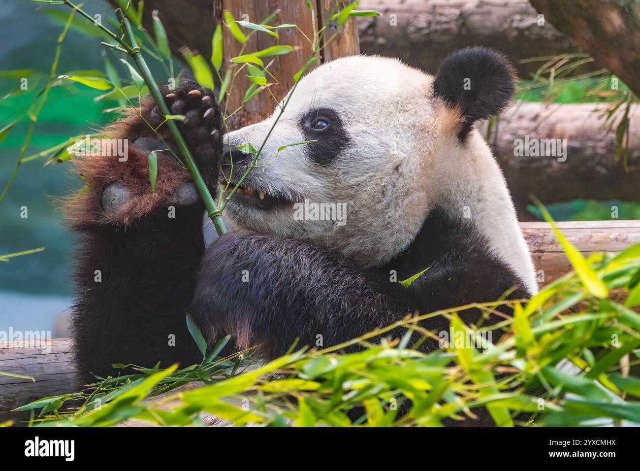 The Giant Panda Bear sits while eating a bamboo stalk. The giant panda ...