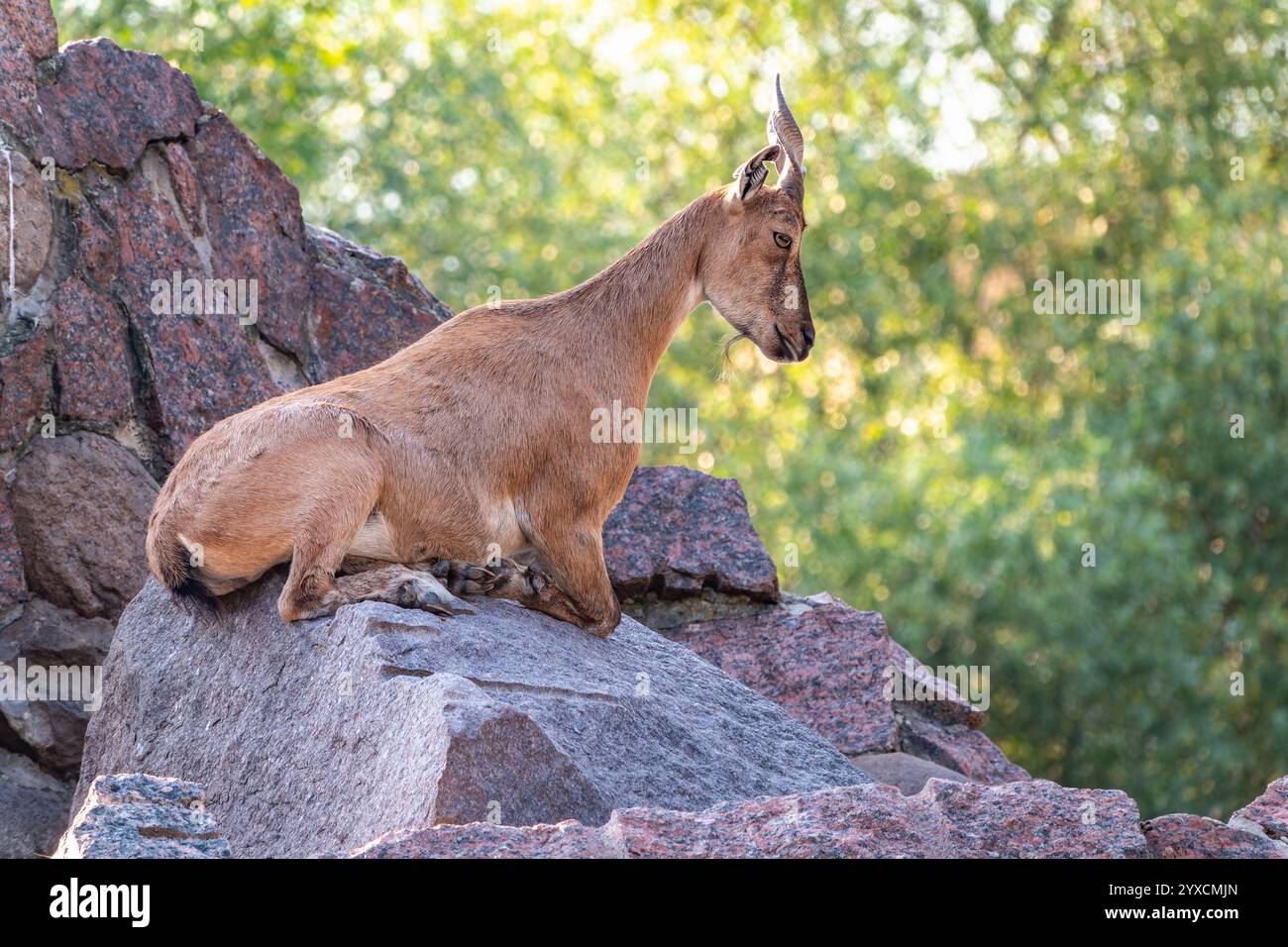 Markhor female on the rock. Latin name - Capra falconeri. Wild goat ...