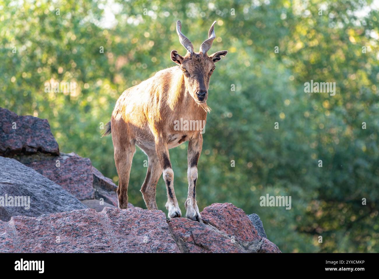 Markhor female on the rock. Latin name - Capra falconeri. Wild goat ...