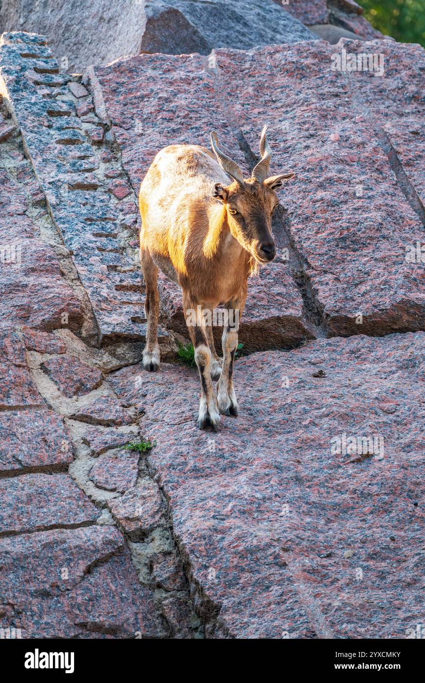 Markhor female on the rock. Latin name - Capra falconeri. Wild goat ...