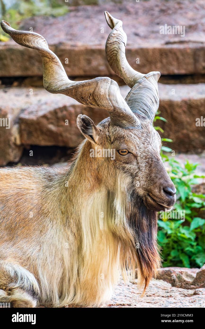 Close-up portrait of Markhor, Capra falconeri, wild goat native to ...