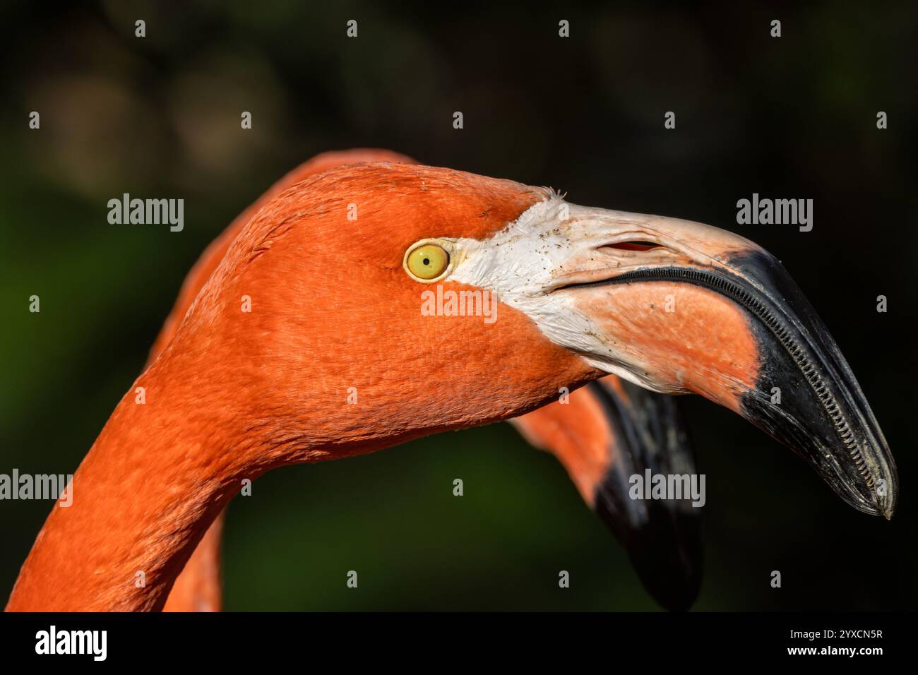 The American Flamingo (Phoenicopterus ruber) eats algae, crustaceans ...