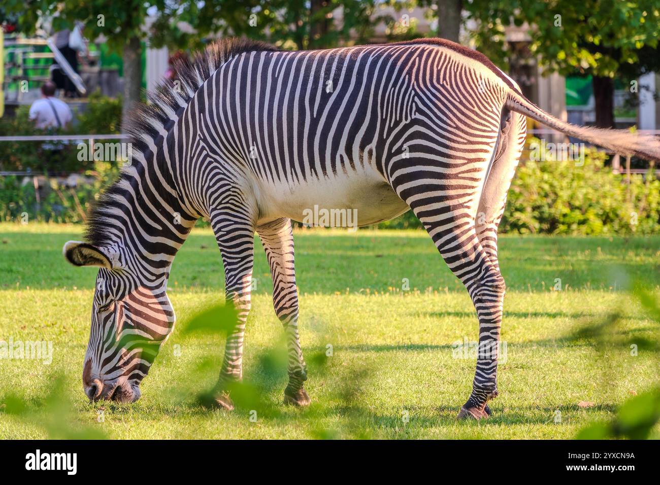 Grevy's zebra, lat Equus grevyi, also known as the imperial zebra eats ...