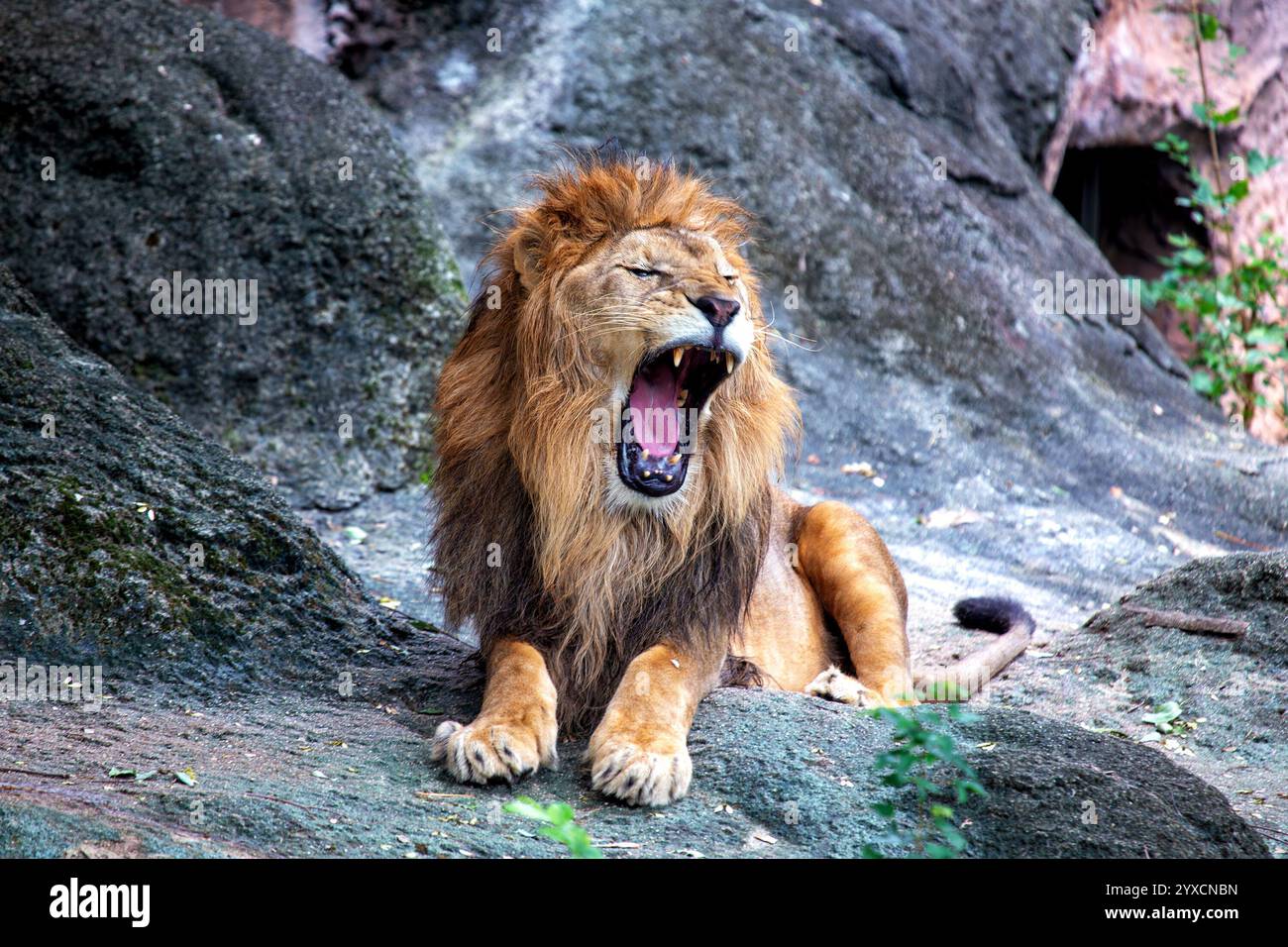 The African Lion (Panthera leo) preys on zebras, wildebeests, and ...