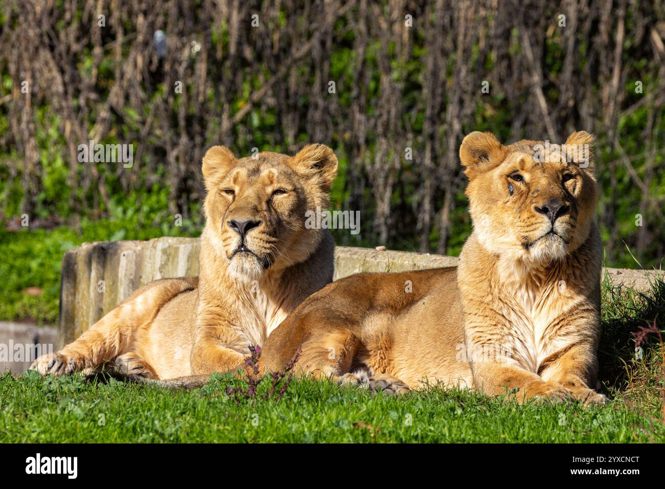 The African Lion (Panthera leo) preys on zebras, wildebeests, and ...