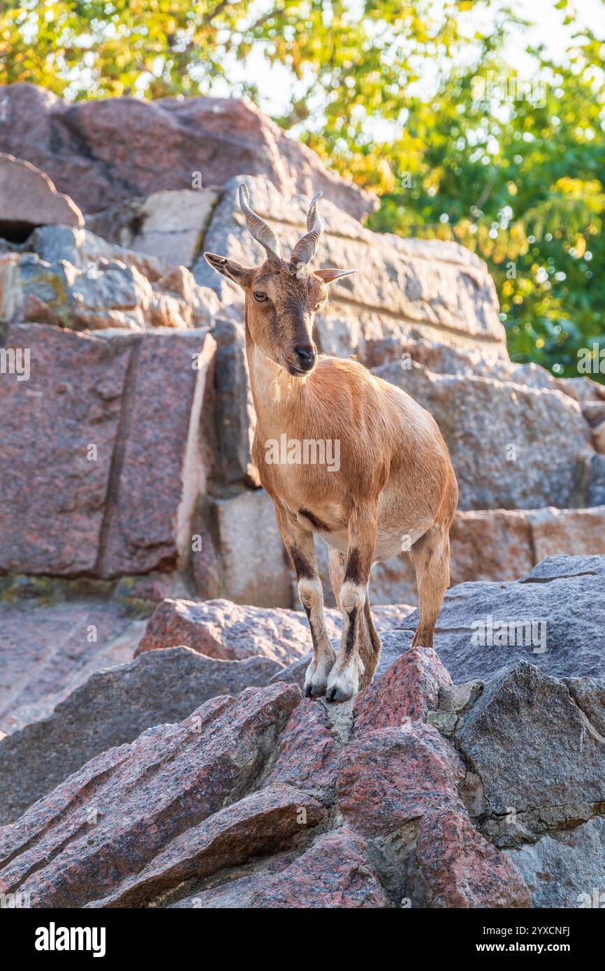 Markhor female on the rock. Latin name - Capra falconeri. Wild goat ...