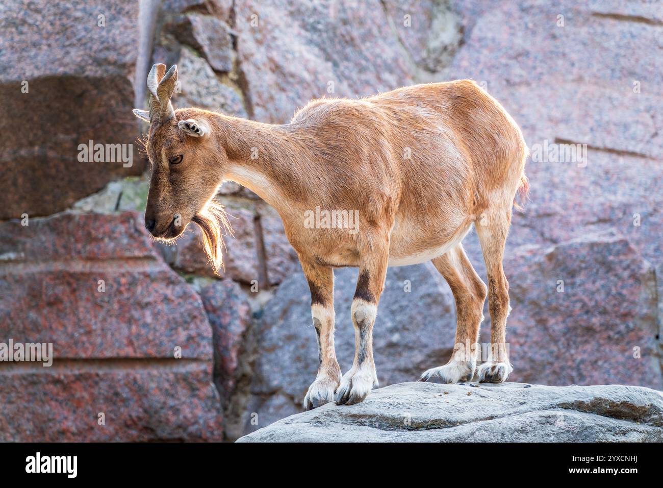Markhor female on the rock. Latin name - Capra falconeri. Wild goat ...
