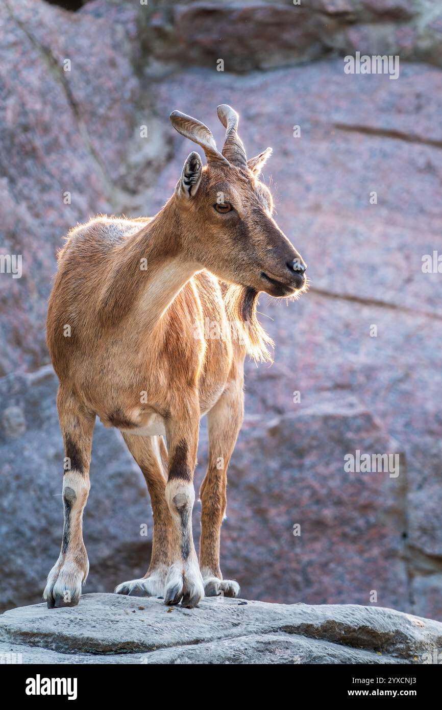 Markhor female on the rock. Latin name - Capra falconeri. Wild goat ...